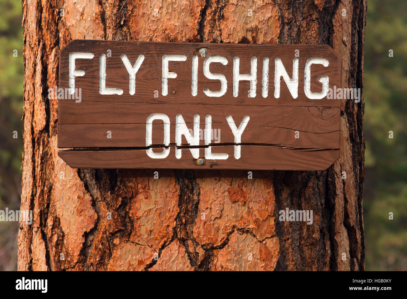 Fly fishing sign on Ponderosa pine (Pinus ponderosa), Metolius Wild and ...