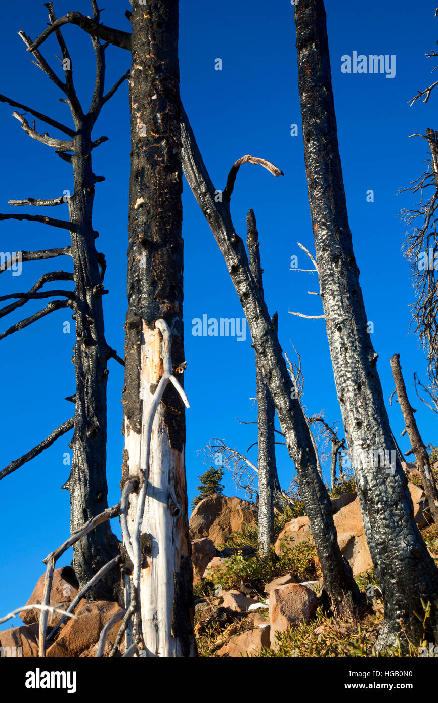 Black forest fire hi-res stock photography and images - Alamy