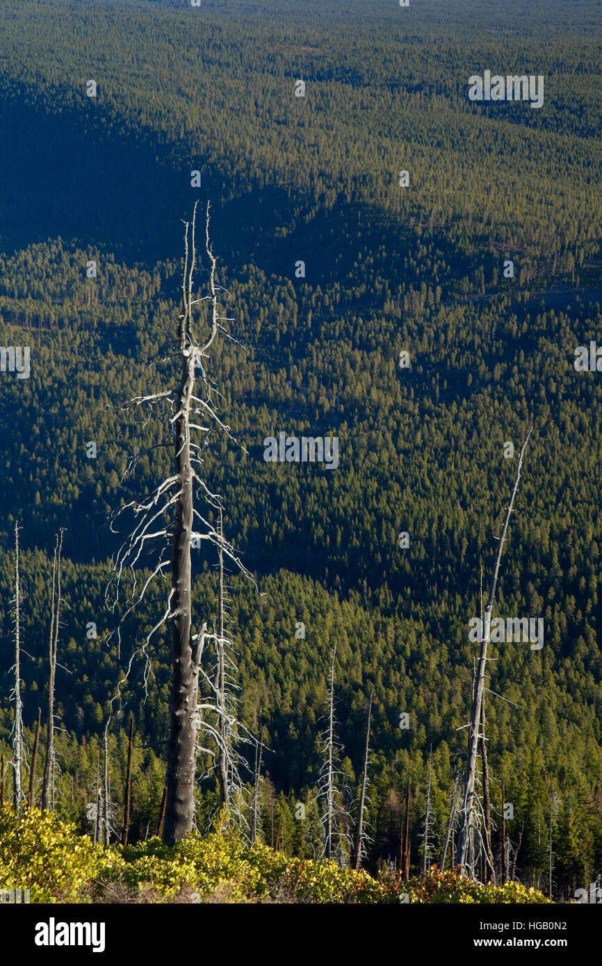 Forest fire snags from Black Butte Trail, Deschutes National Forest ...