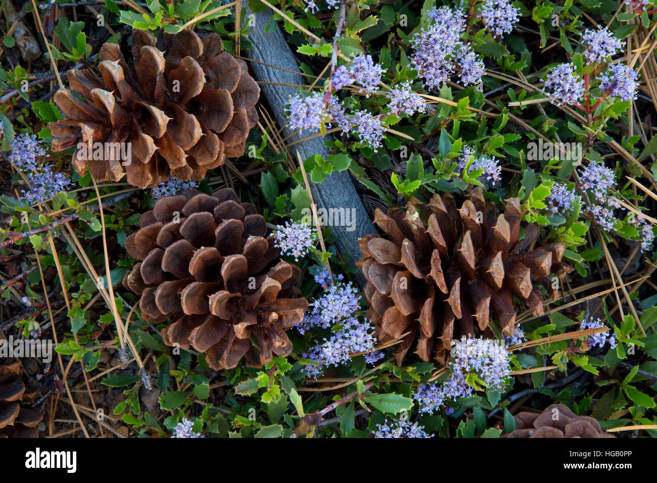 Ponderosa pine cones along Metolius-Windigo Trail, Cascade Lakes ...