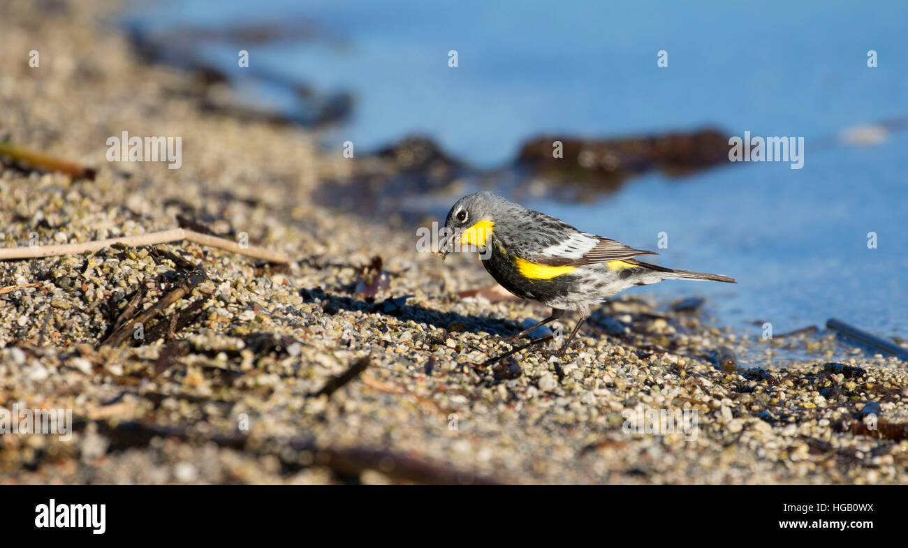 Yellow-rumped warbler, Cascade Lakes National Scenic Byway, Deschutes ...
