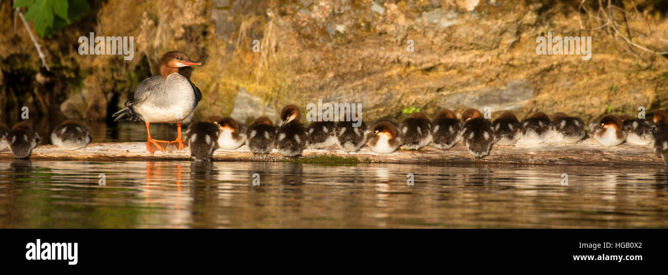 Merganser family hi-res stock photography and images - Alamy