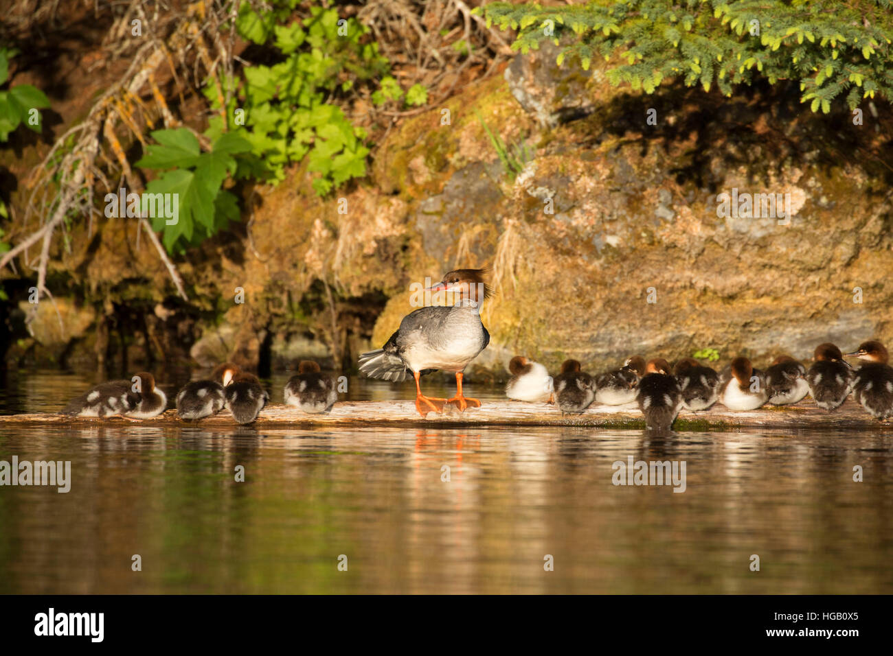 Common merganser family on Blue Lagoon on Deschutes River, Cascade ...