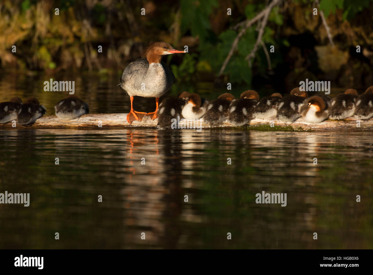 Merganser family hi-res stock photography and images - Alamy