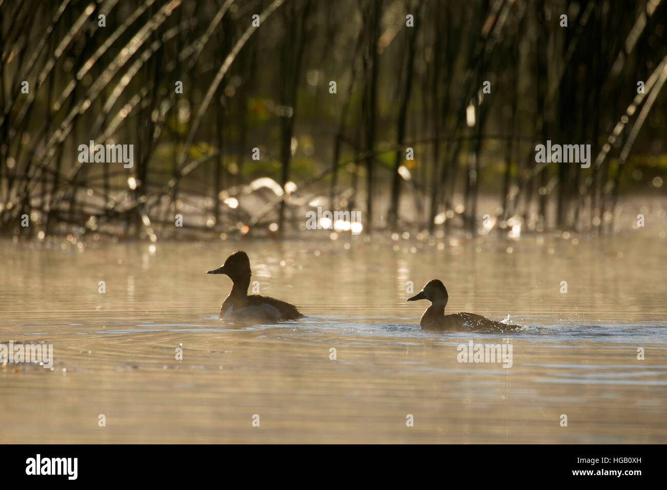 Ring-necked duck at Hosmer Lake, Cascade Lakes National Scenic Byway ...
