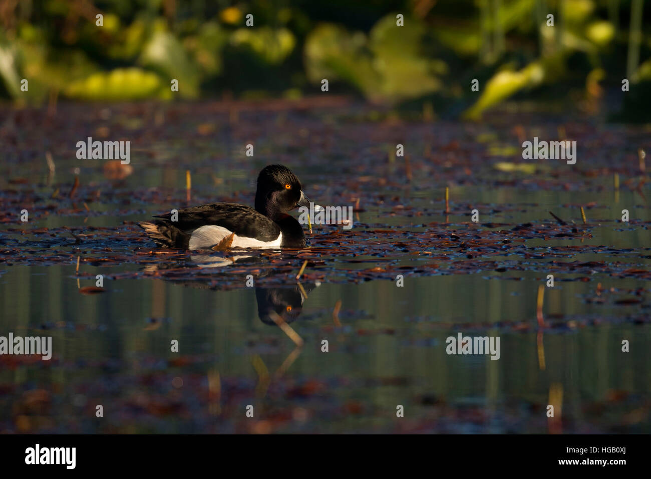 Ring-necked duck at Hosmer Lake, Cascade Lakes National Scenic Byway ...