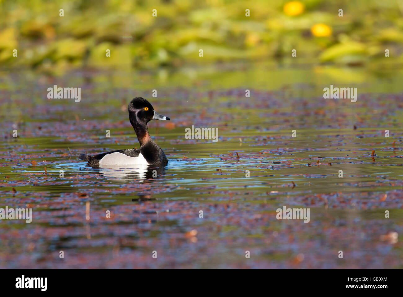 Ring-necked duck at Hosmer Lake, Cascade Lakes National Scenic Byway ...