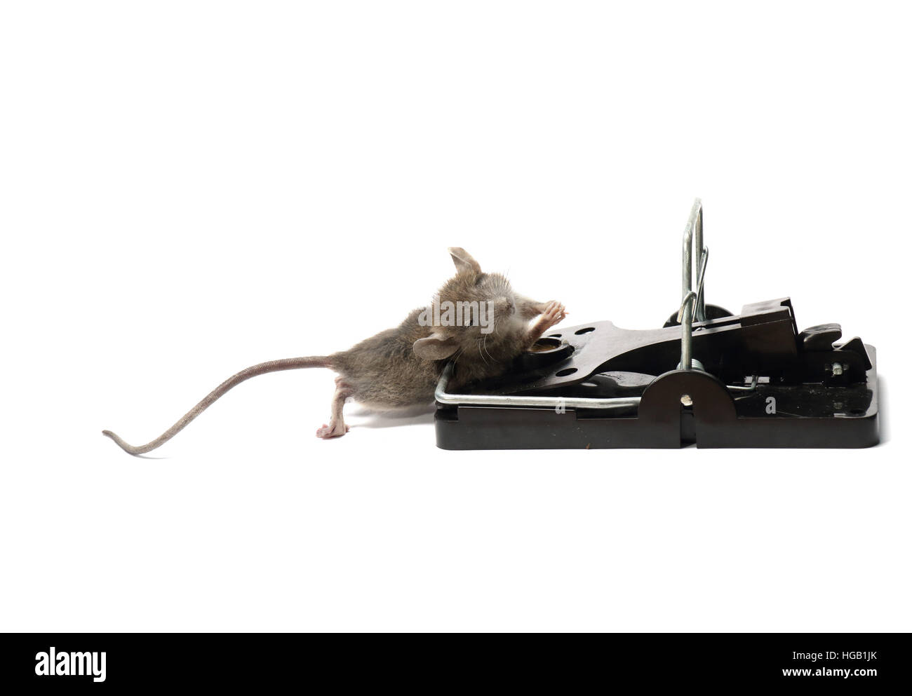 House mouse, mus musculus, caught and killed in a spring trap ...