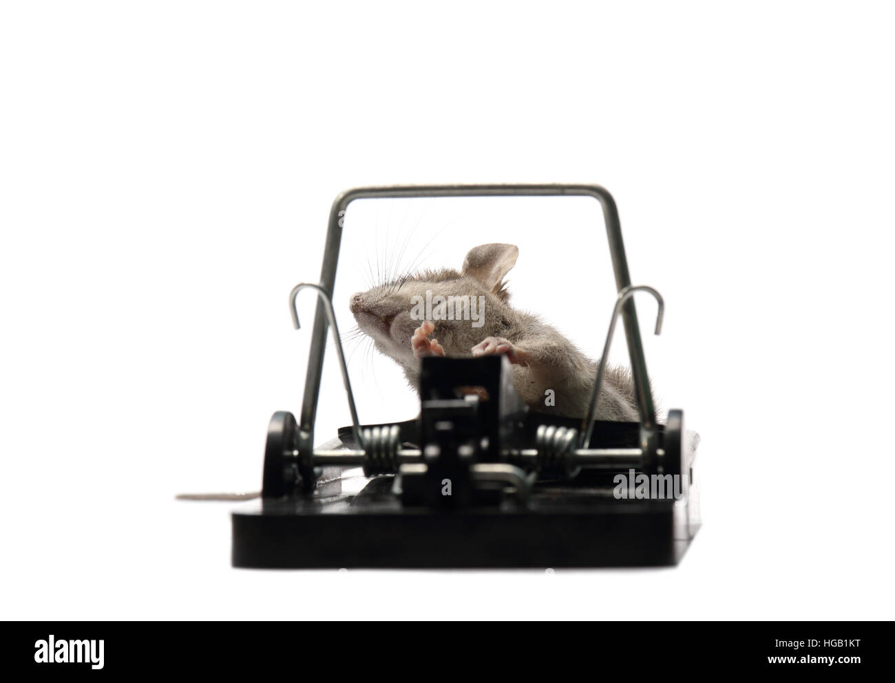 House mouse, mus musculus, caught and killed in a spring trap ...