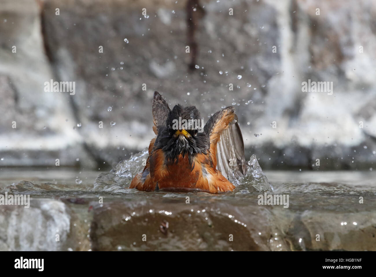 Splashing robin hi-res stock photography and images - Alamy