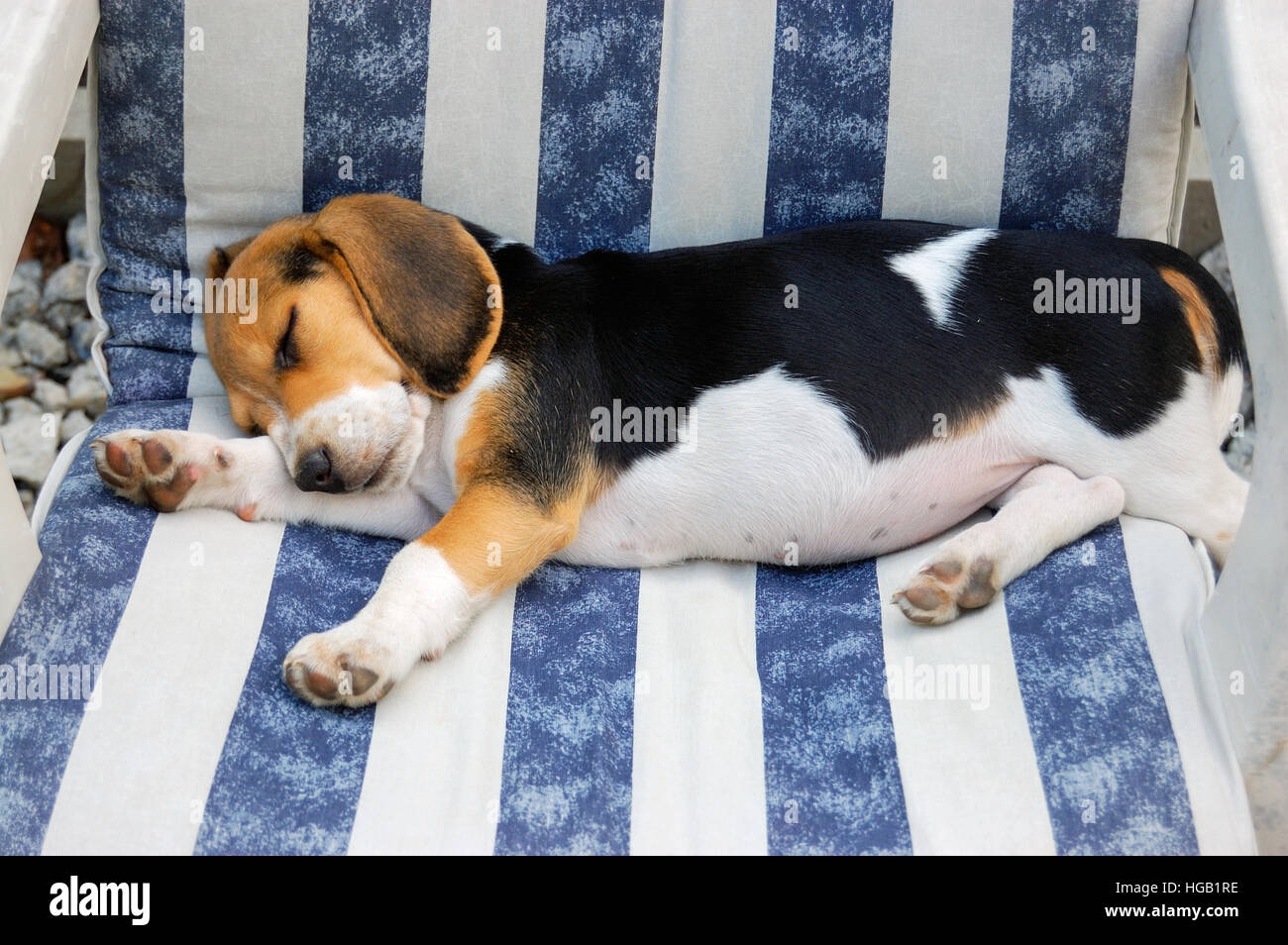 Beagle puppy resting in garden chair Stock Photo - Alamy