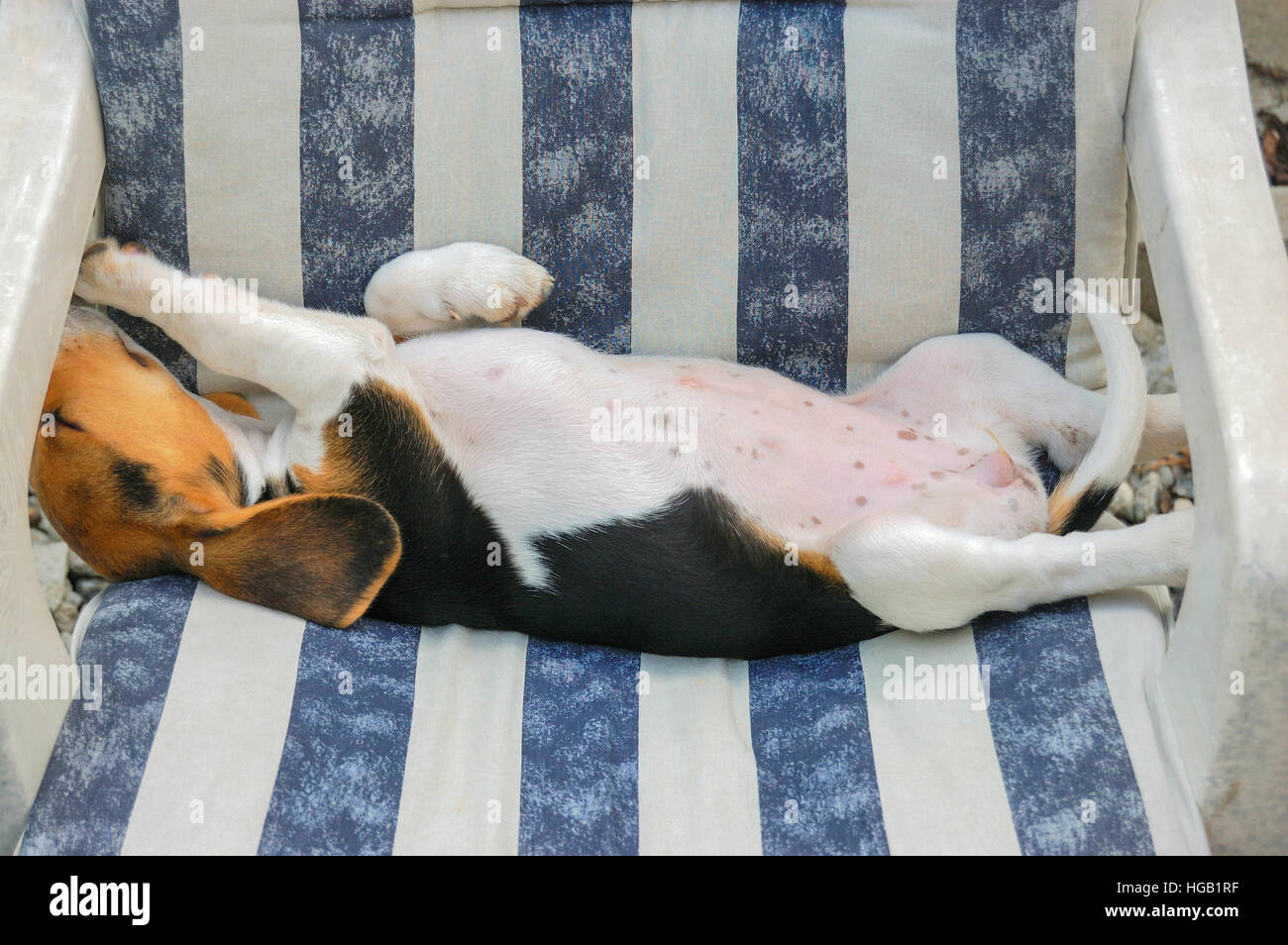 Beagle puppy resting Stock Photo - Alamy