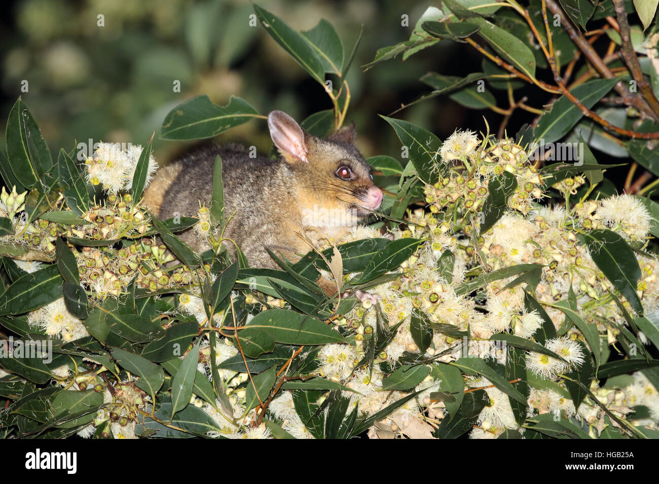 common brushtail possum trichosurus vulpecula feeding on blossom Stock ...