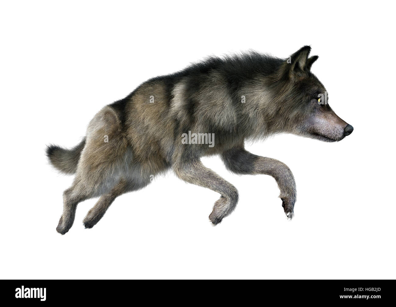 Jump Of The Wolf High Resolution Stock Photography and Images - Alamy
