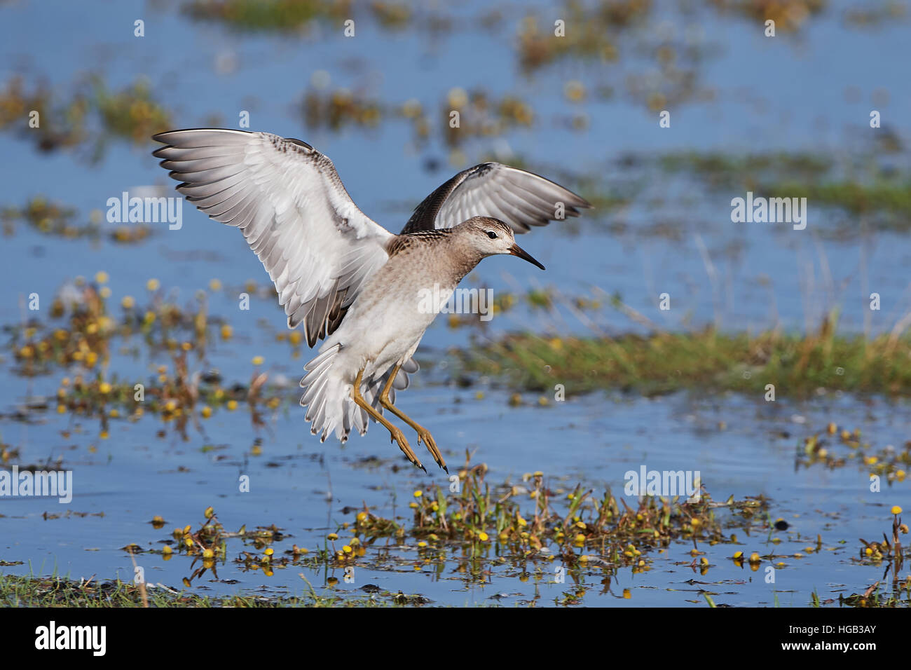 Ruff in flight with water and vegetation in the background Stock Photo ...