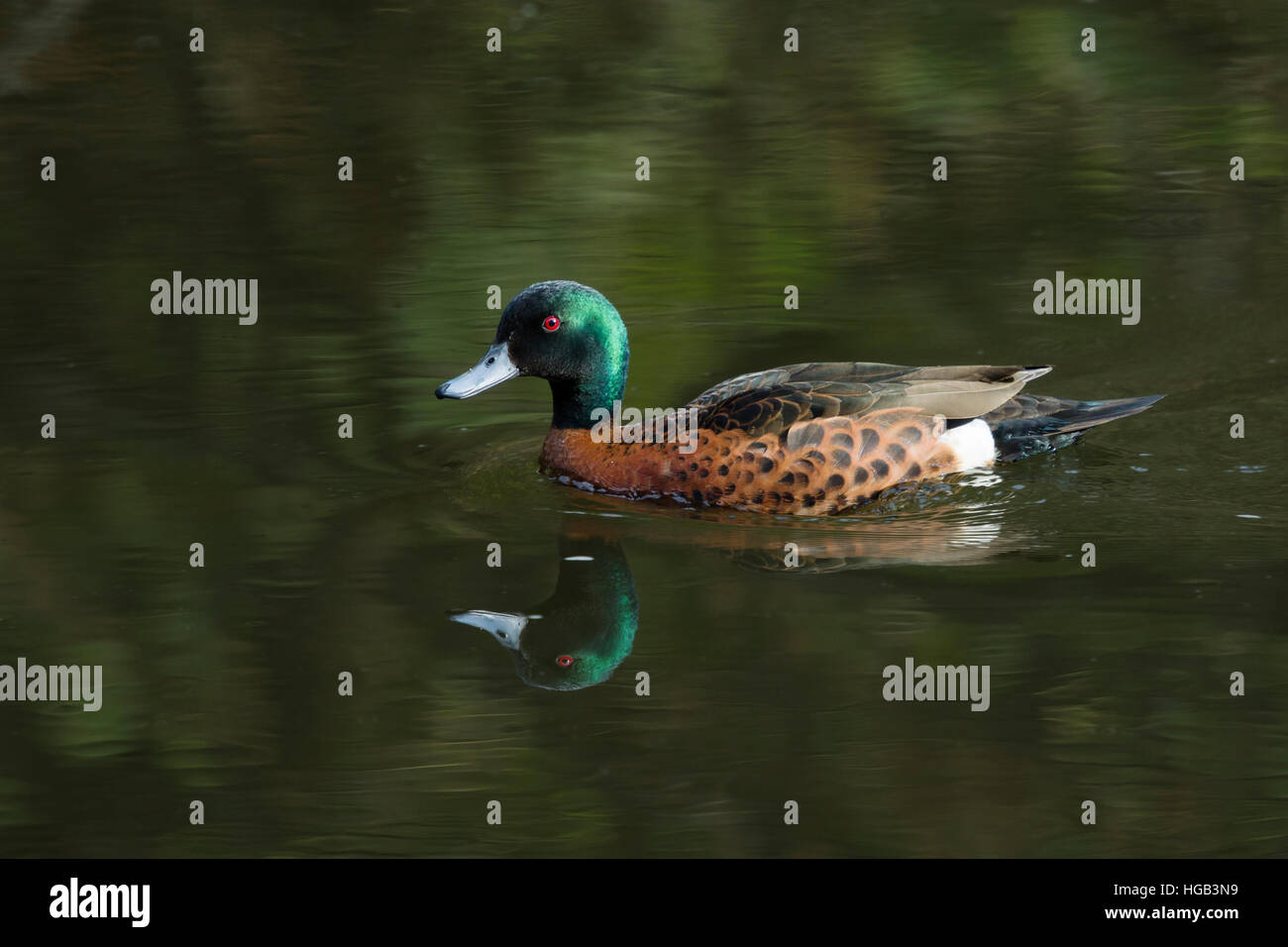 Chestnut Teal Duck - drake Anas castanea Tasmania Australia BI029977 ...