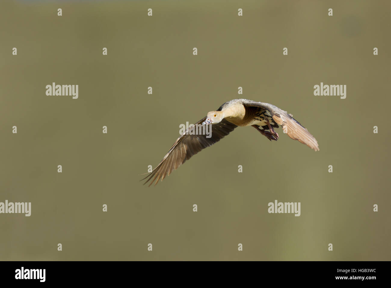 Whistling grass hi-res stock photography and images - Alamy