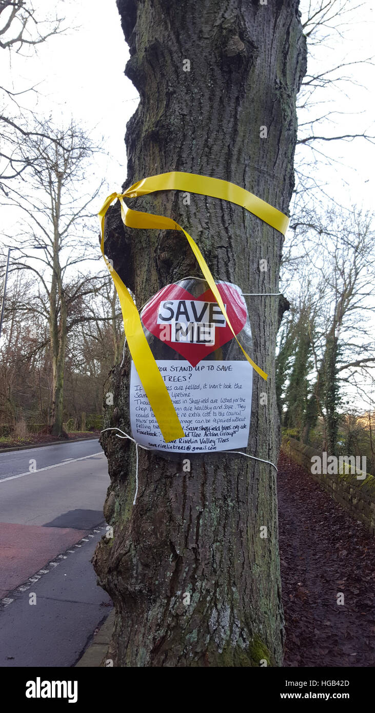 Trees along Rivelin Valley Road, the second longest avenue of limes in ...