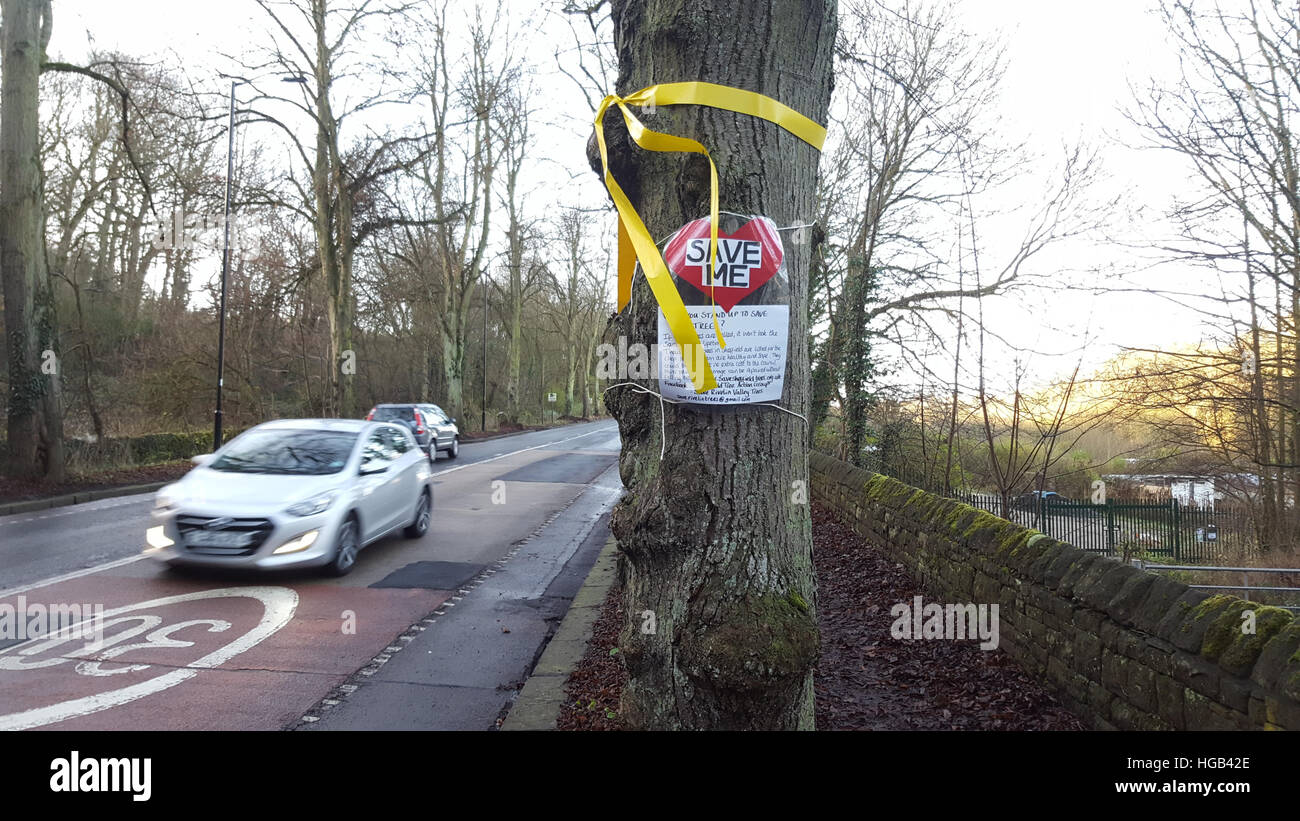 Trees along Rivelin Valley Road, the second longest avenue of limes in ...