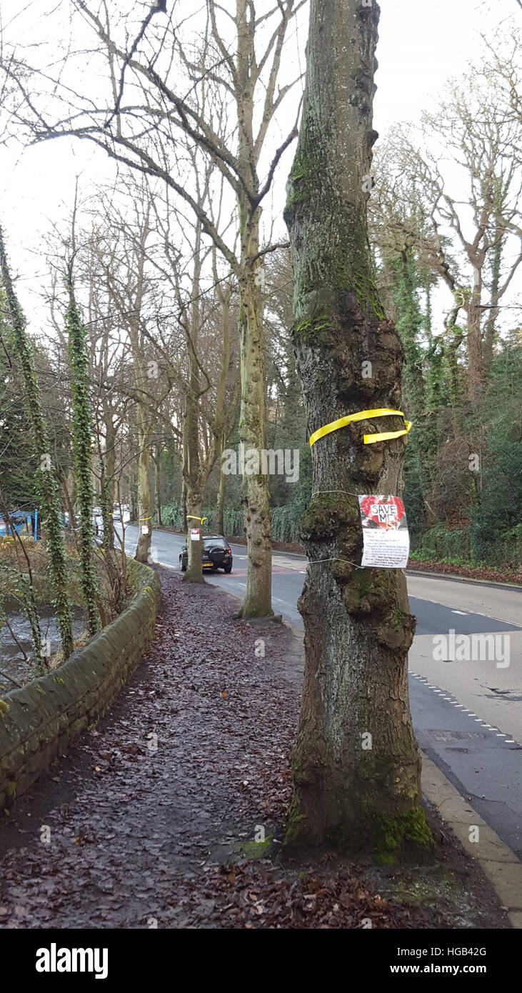 Trees along Rivelin Valley Road, the second longest avenue of limes in ...