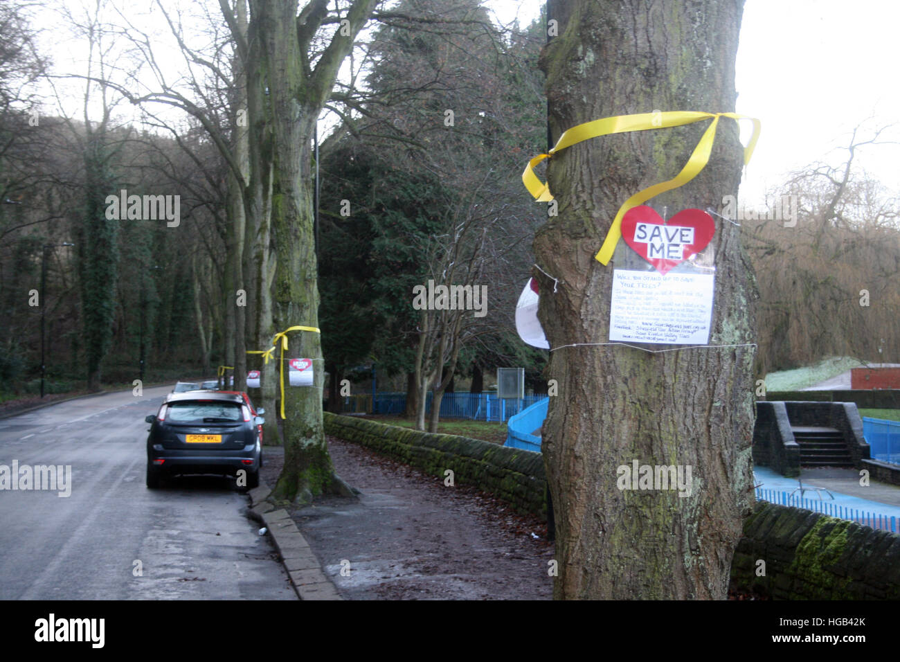 Trees along Rivelin Valley Road, the second longest avenue of limes in ...