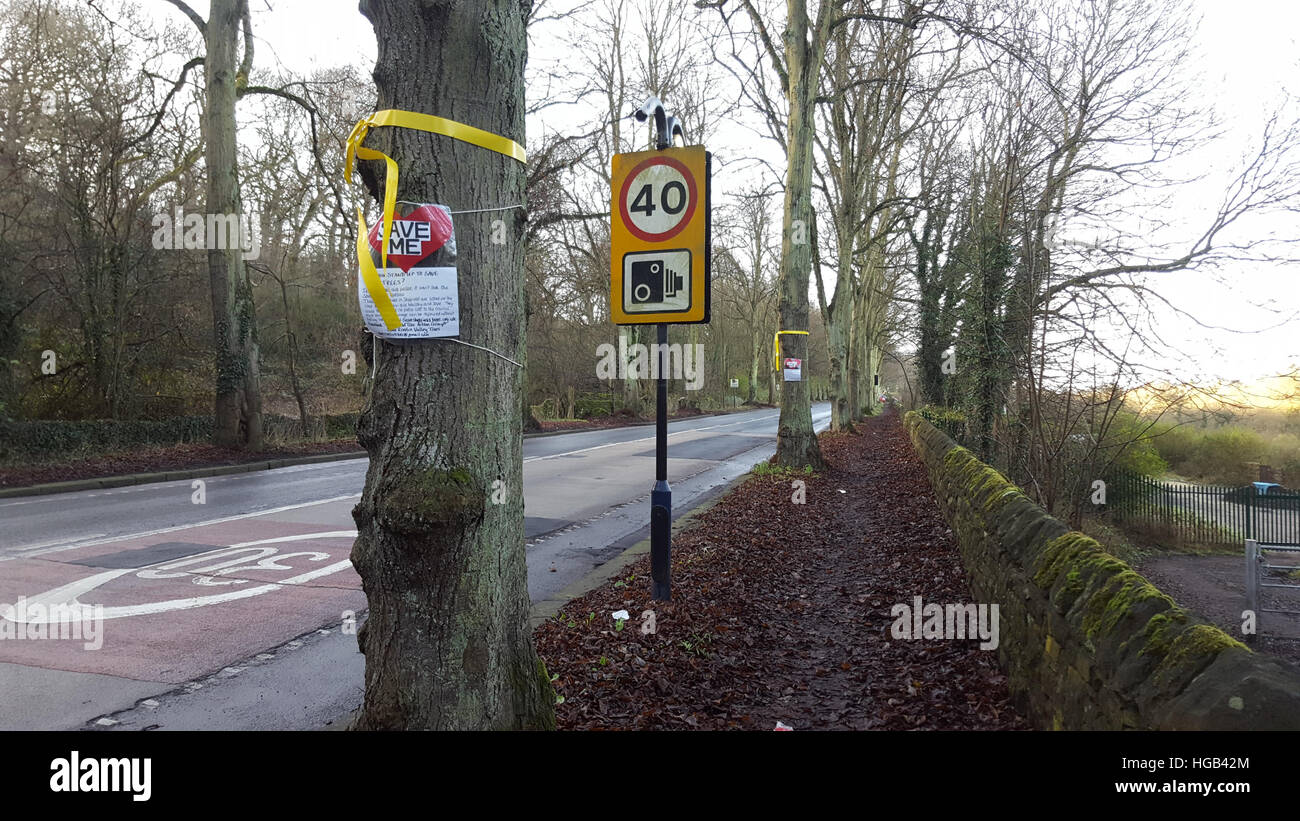 Trees along Rivelin Valley Road, the second longest avenue of limes in ...