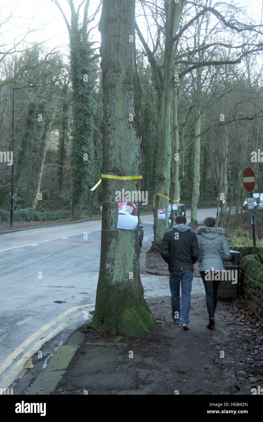 Trees along Rivelin Valley Road, the second longest avenue of limes in ...
