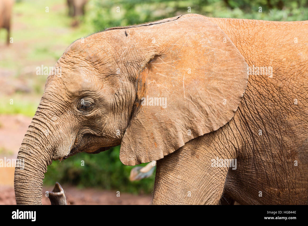 Detail shot baby elephant hi-res stock photography and images - Alamy
