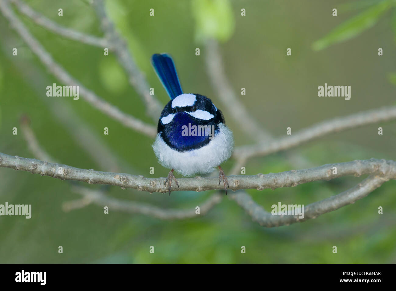 Superb Fairywren Malurus cyaneus Kangaroo Island South Australia ...