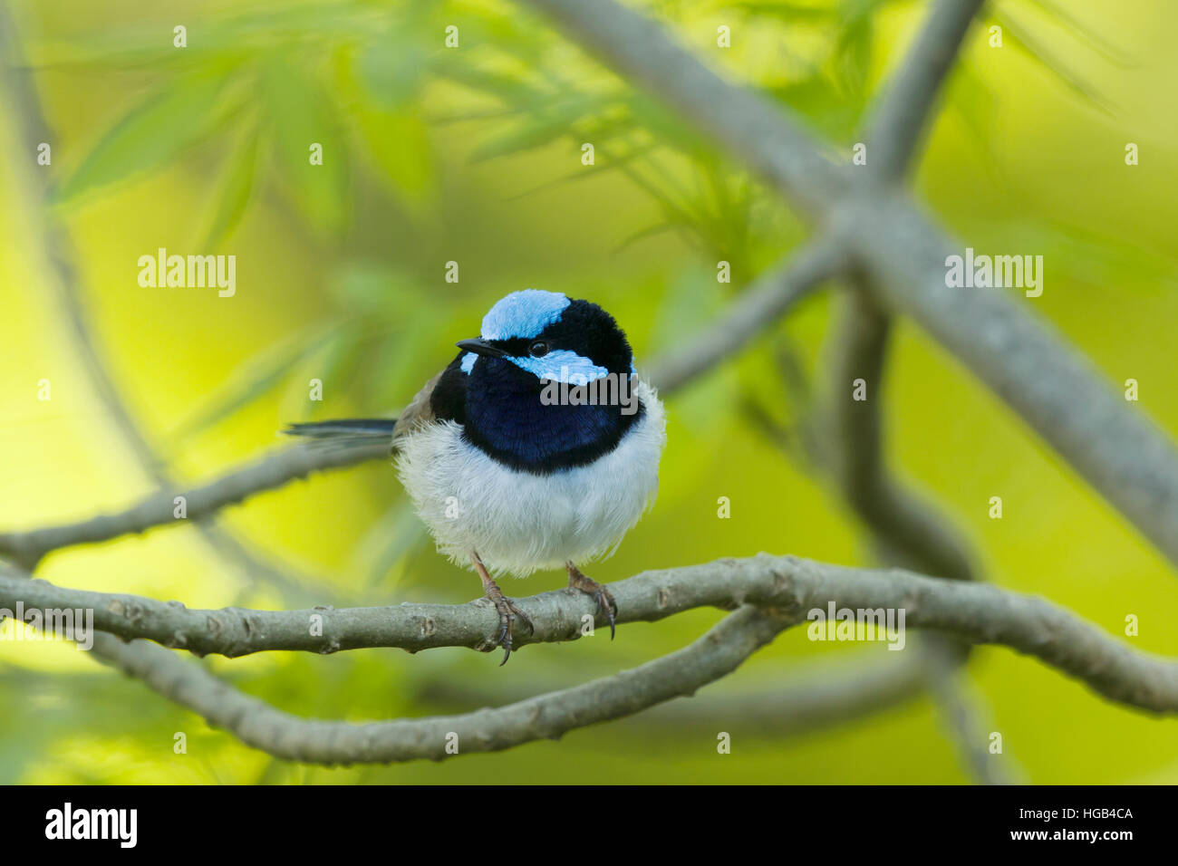 Superb Fairywren Malurus cyaneus Kangaroo Island South Australia ...