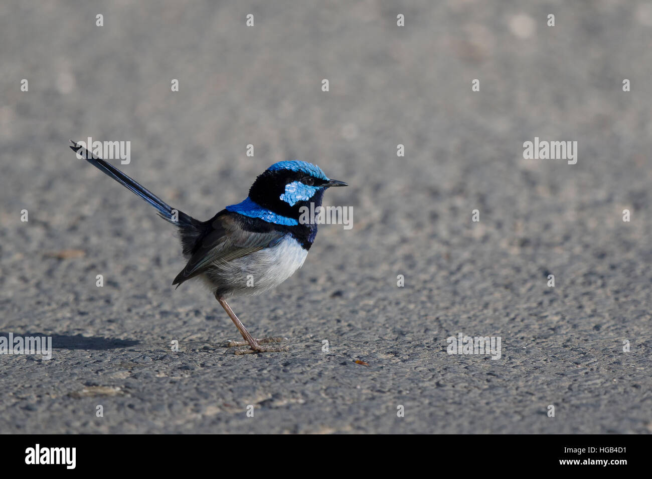 Superb Fairywren Malurus cyaneus Tasmania Australia BI030119 Stock ...