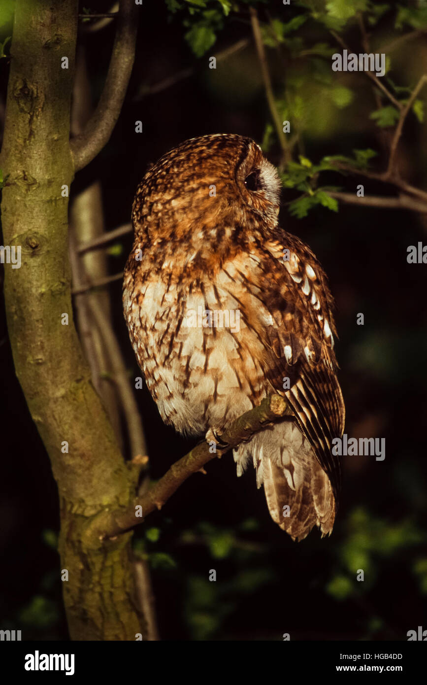 Birds british owl woodland wildlife hi-res stock photography and images ...