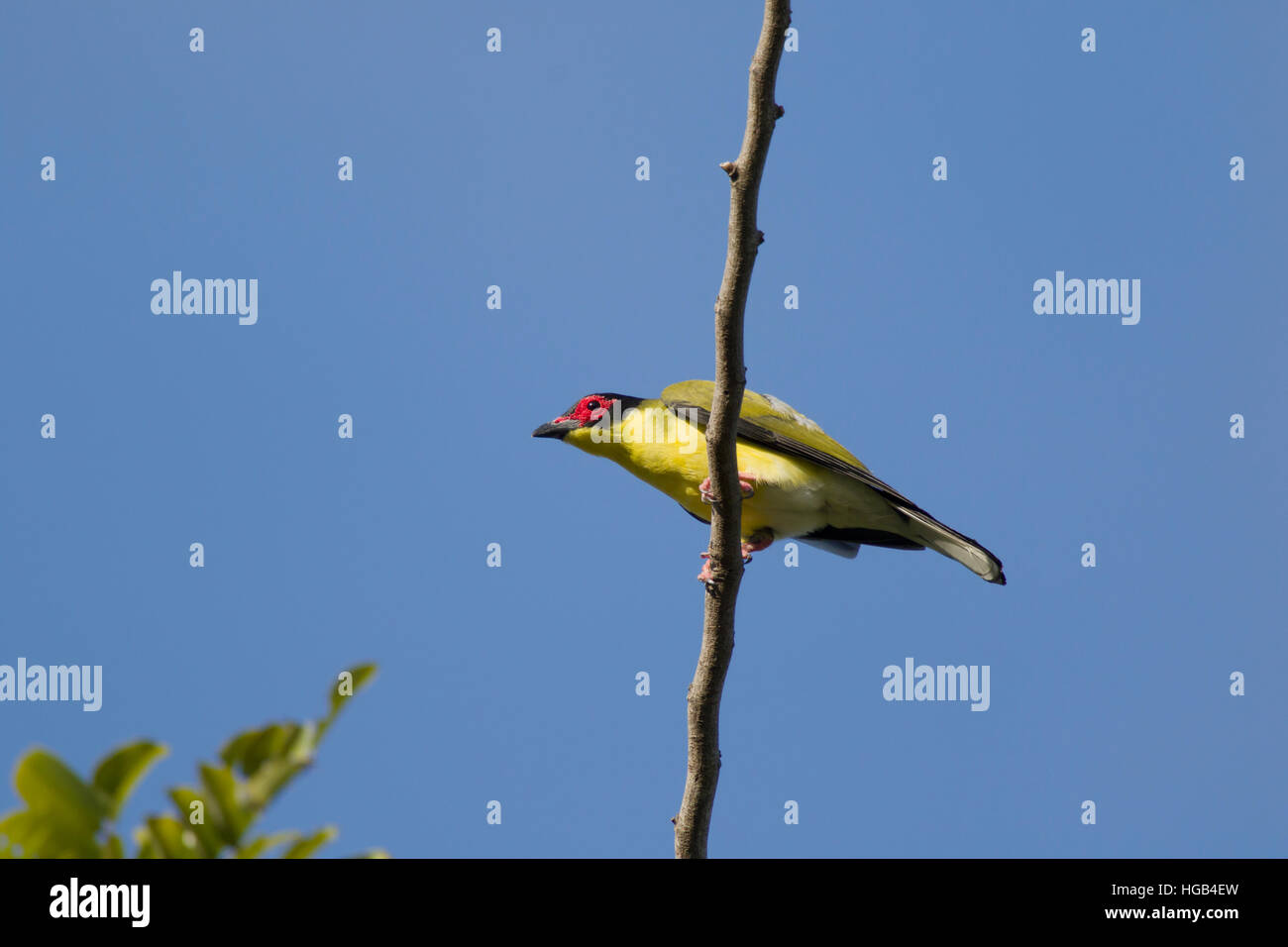 Australian figbirds hi-res stock photography and images - Alamy