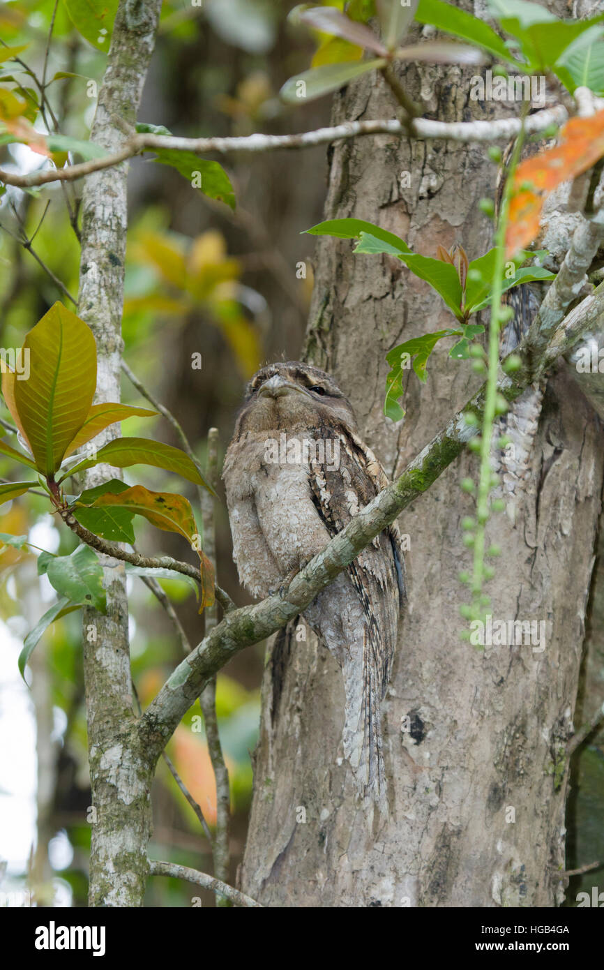 Papuan frogmouth podargus papuensis hi-res stock photography and images ...