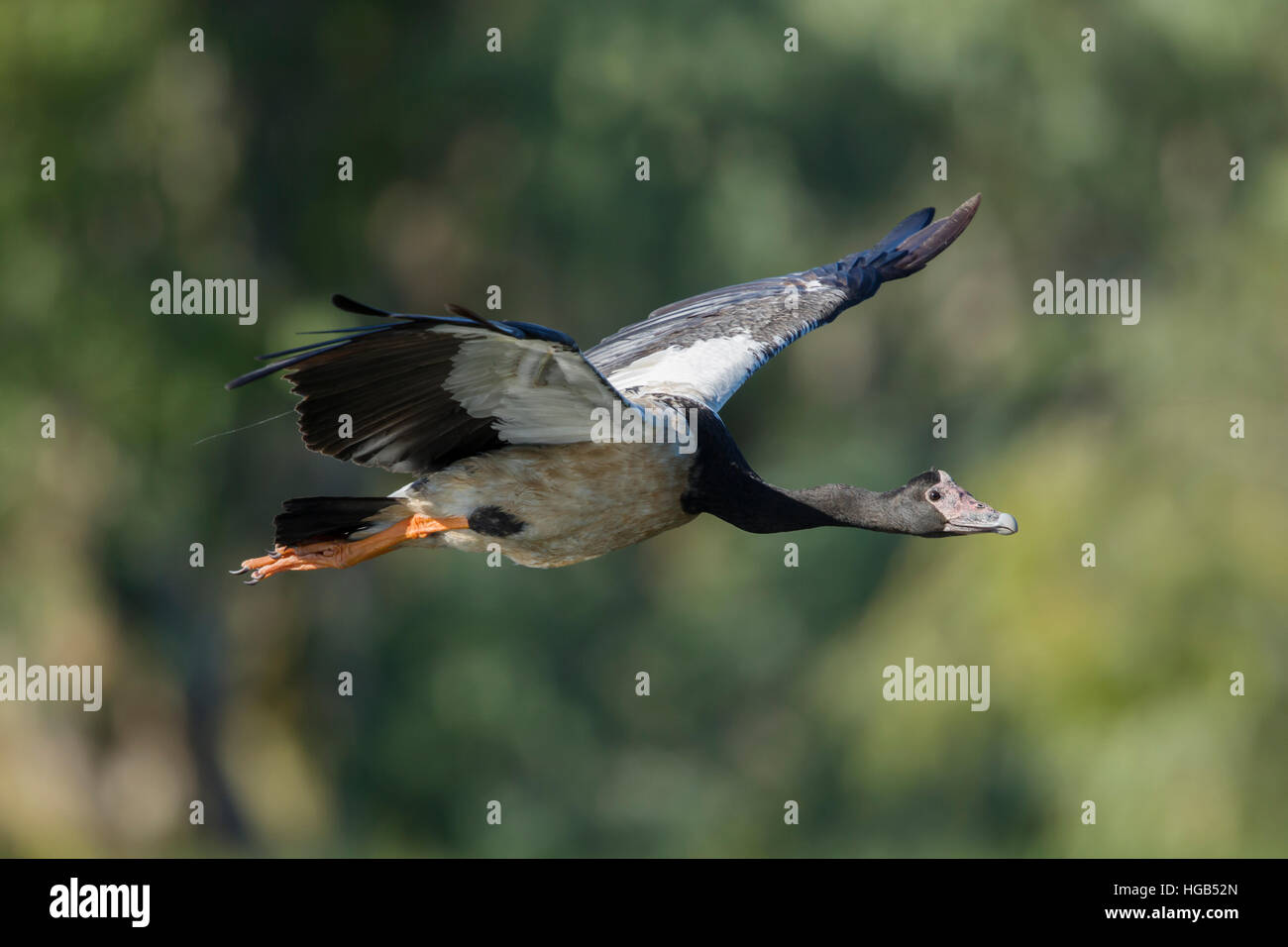 Magpie Goose - in flight Anseranas semipalmata Kakadu National Park ...