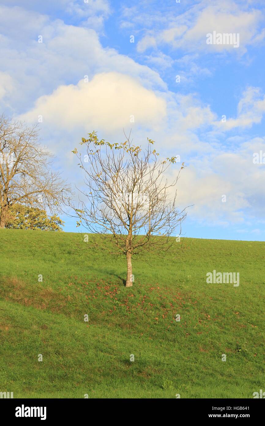 Small tree that lost almost all its leaves Stock Photo - Alamy