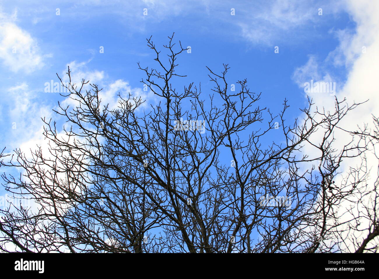 Autumn tree without leaves hi-res stock photography and images - Alamy