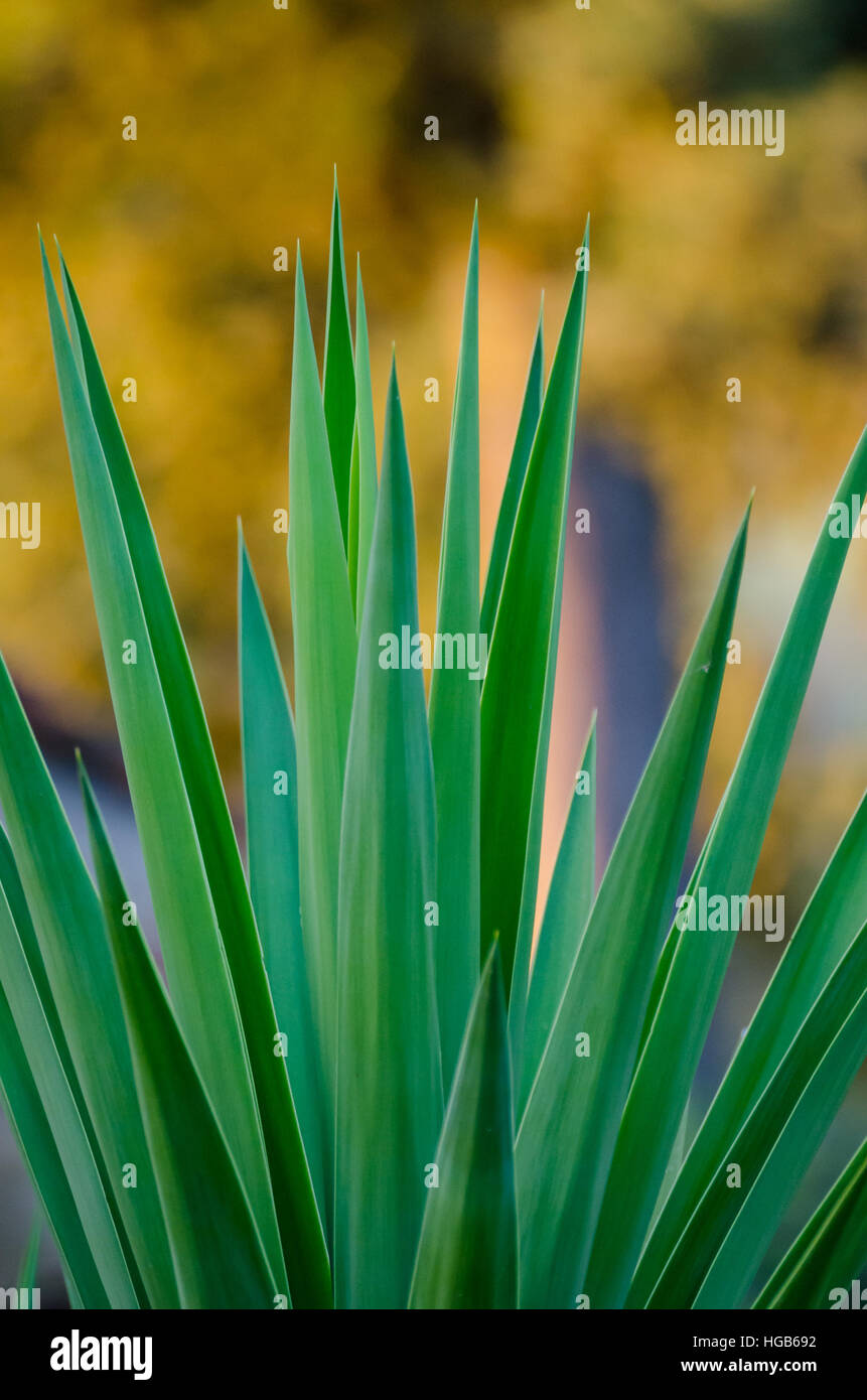 Artistic closeup of Yuca plant with long sharp leafs and beautiful ...