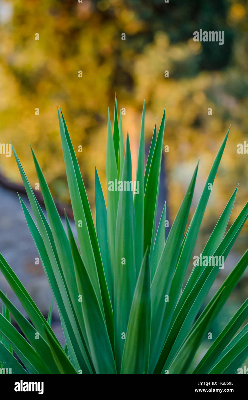 Aloe yuca hi-res stock photography and images - Alamy