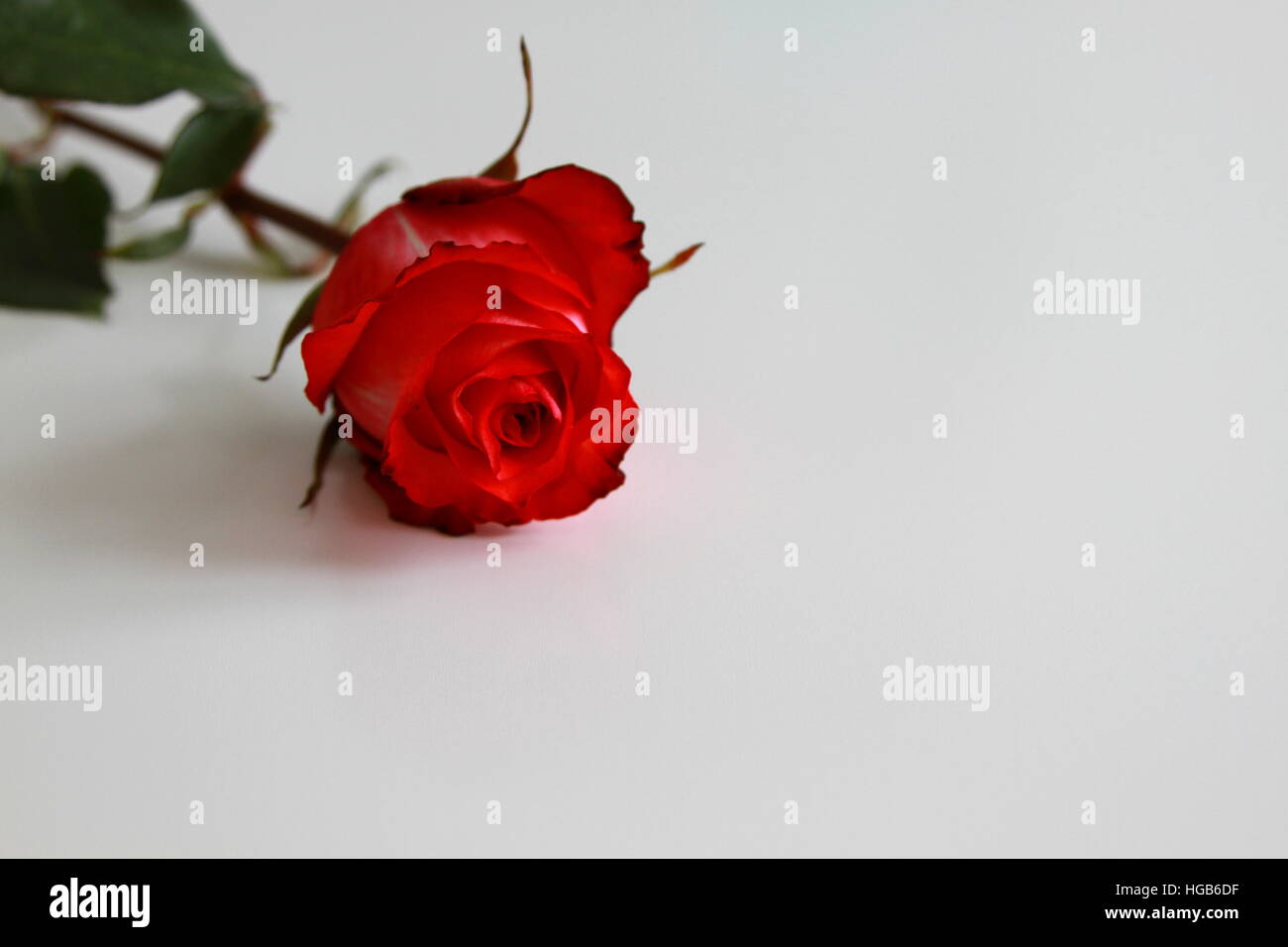 Red Rose with Stalk and Leaves on white Background Stock Photo - Alamy