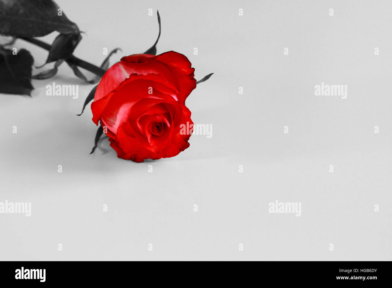 Red Rose with Stalk and Leaves on white Background part colored Stock ...