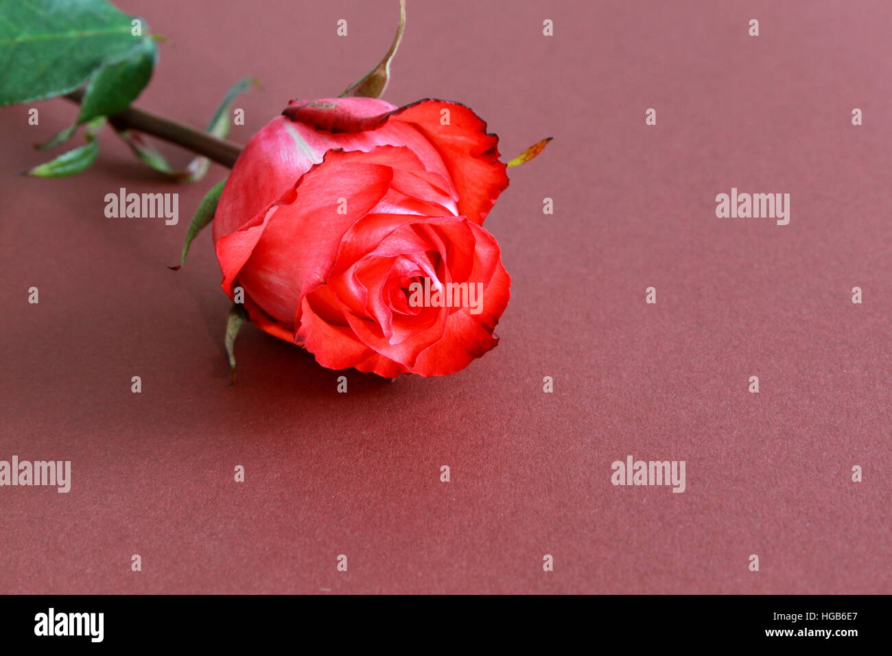 Red Rose with Stalk and Leaves on brown Background Stock Photo - Alamy
