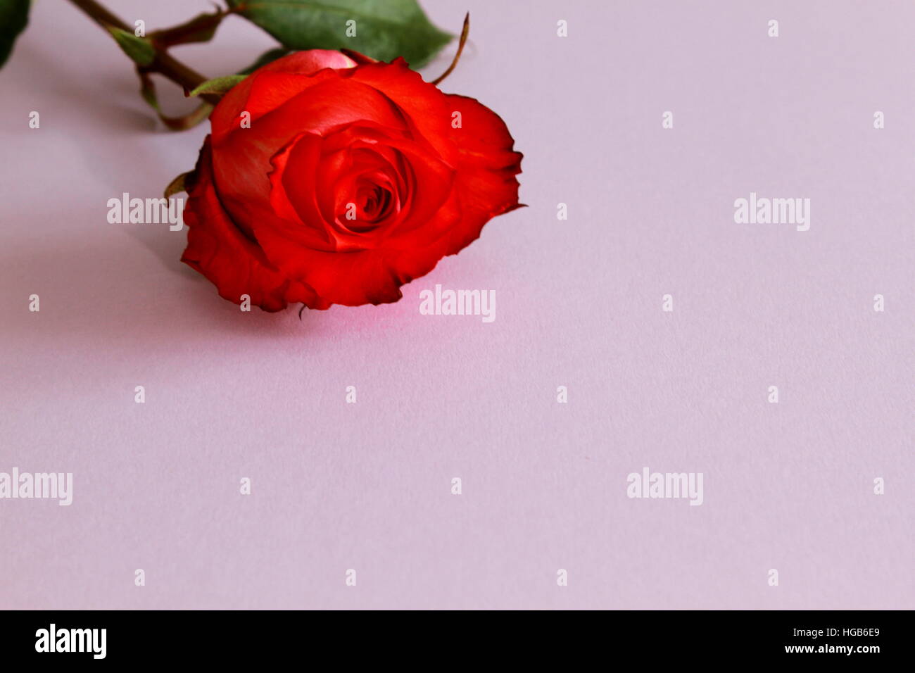 Red rose with stalk and leaves on rose background Stock Photo - Alamy
