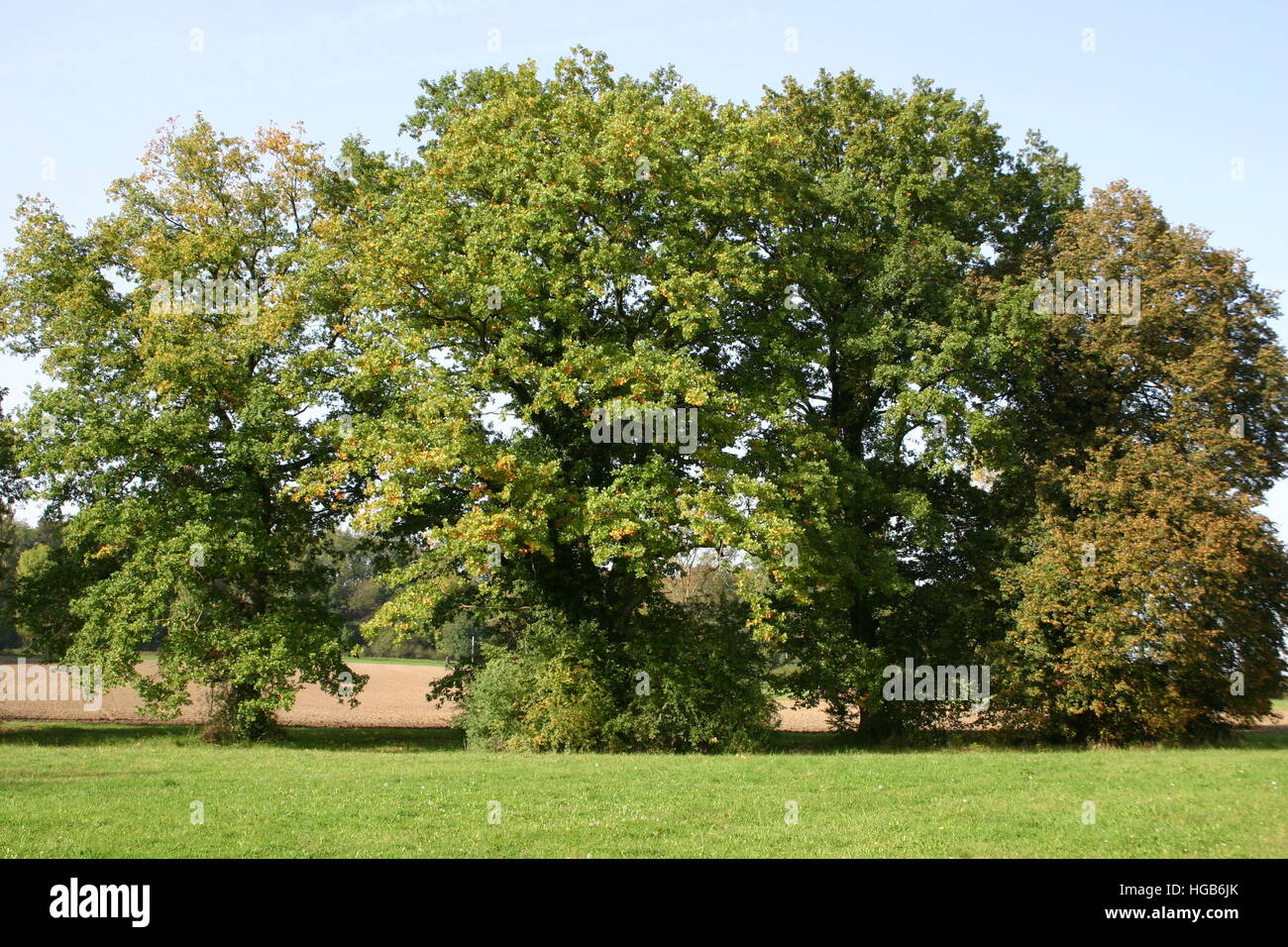 Four trees with green leaves on meadow with blue sky Stock Photo - Alamy