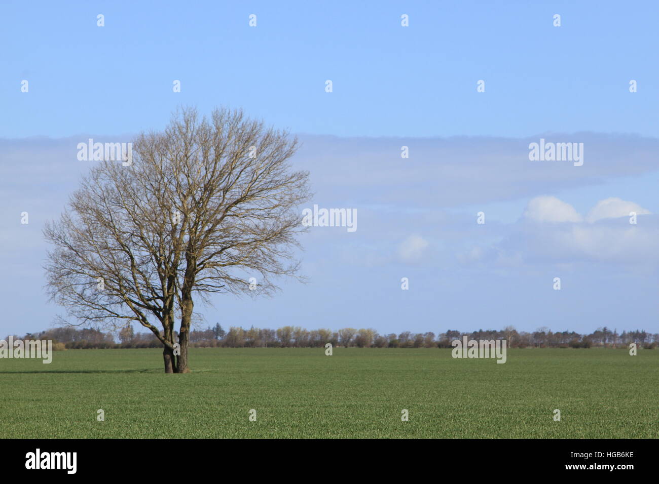 Tree shadow on the meadow hi-res stock photography and images - Alamy