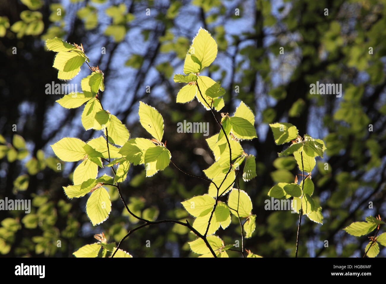 Leaves glowing in the spring sunlight Stock Photo - Alamy
