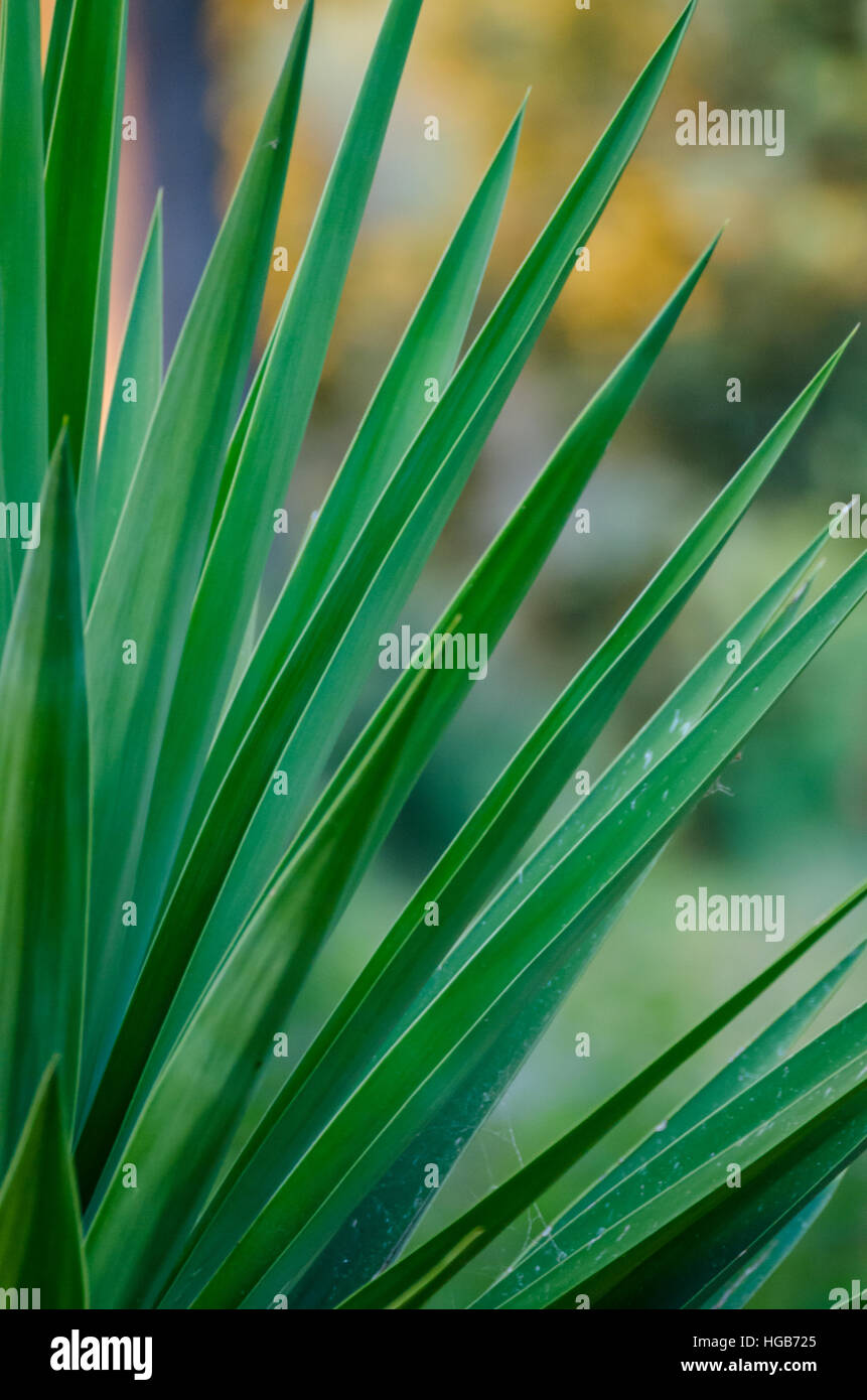 Artistic closeup of Yuca plant with long sharp leafs and beautiful ...