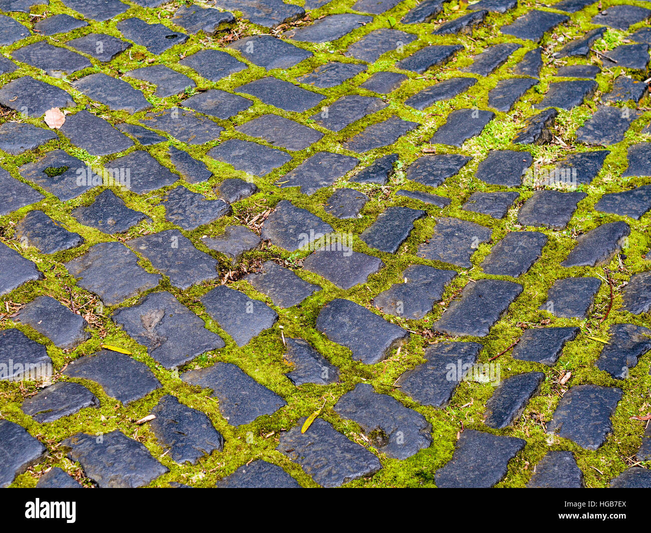 Mossy pavement hi-res stock photography and images - Alamy