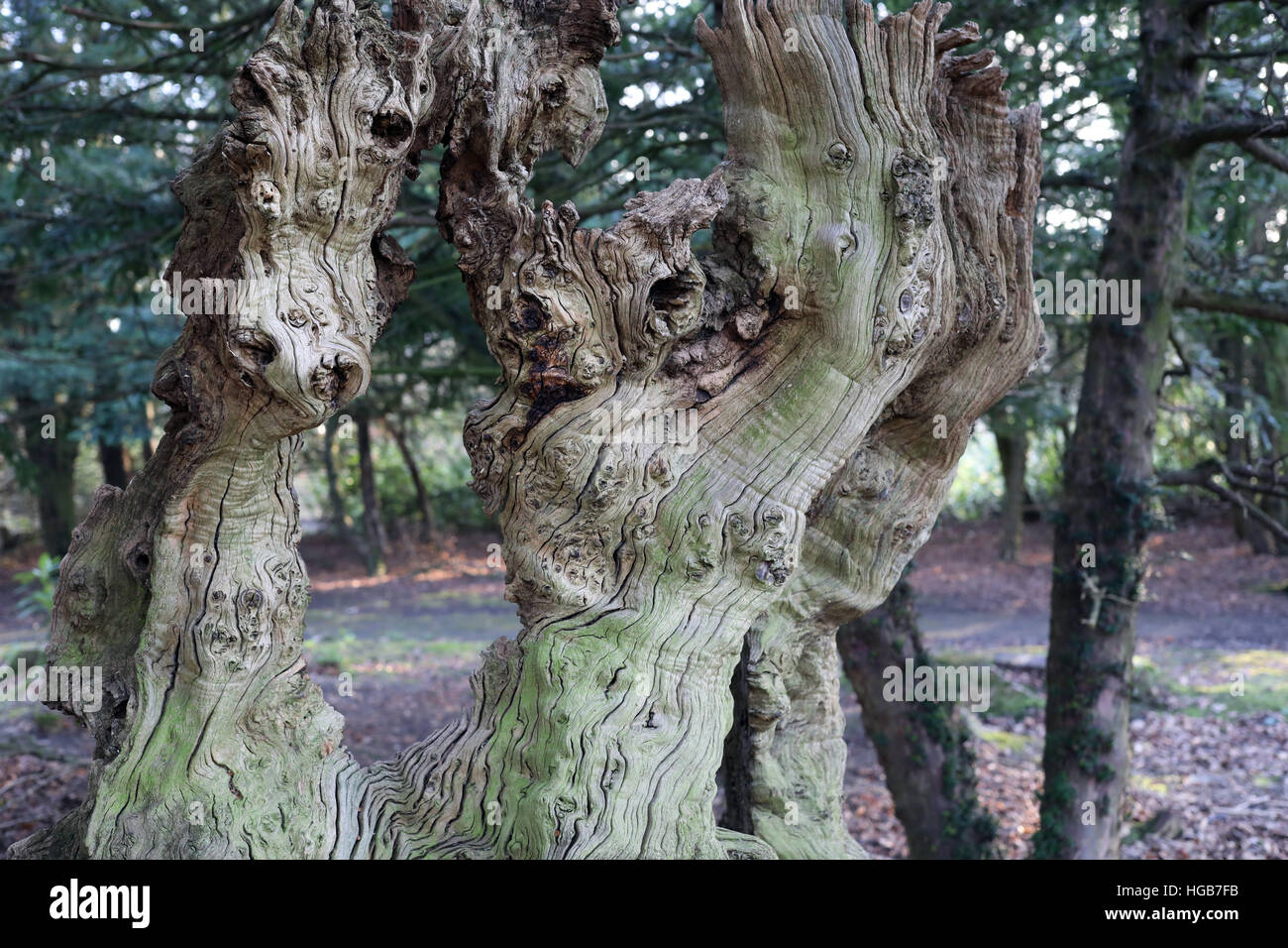 old tree trunk bark Stock Photo - Alamy