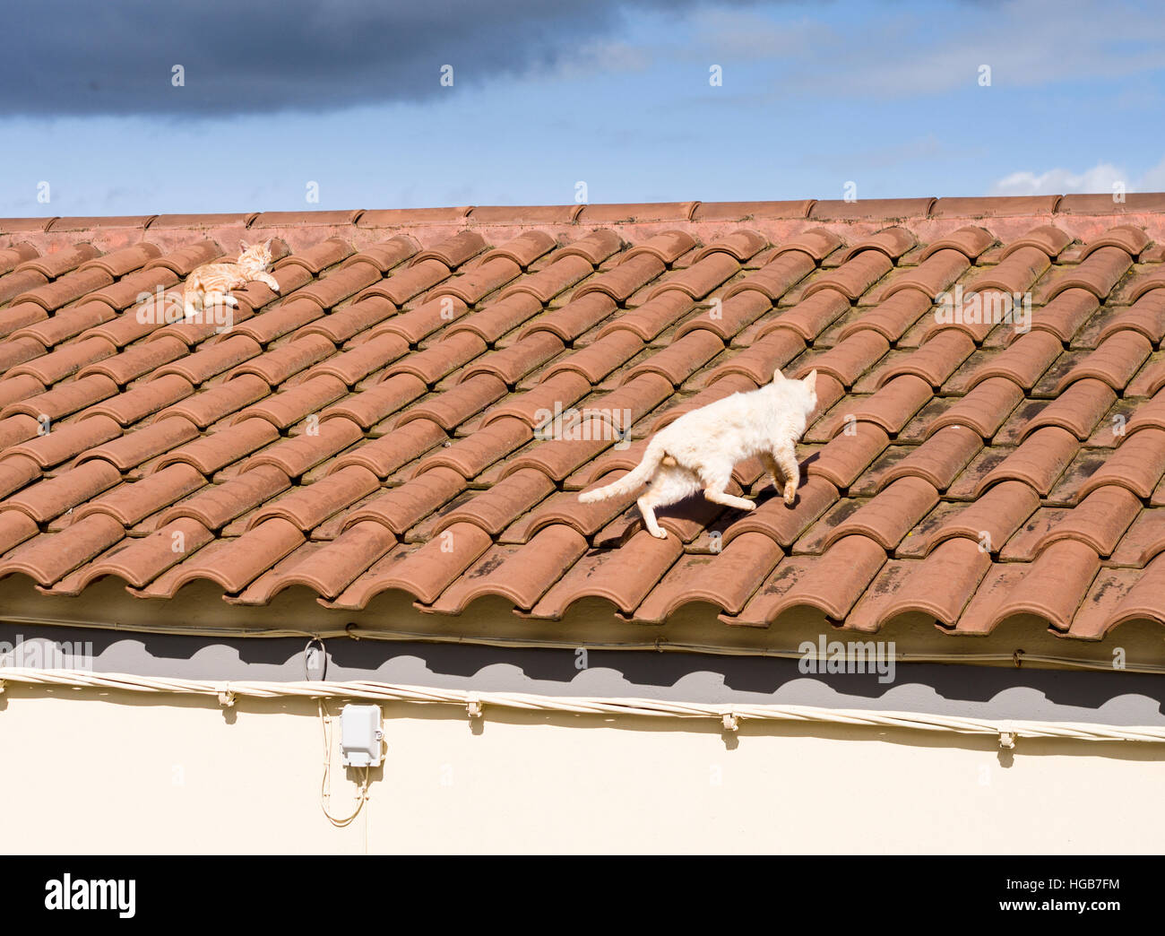 Cat walking on the roof hi-res stock photography and images - Alamy